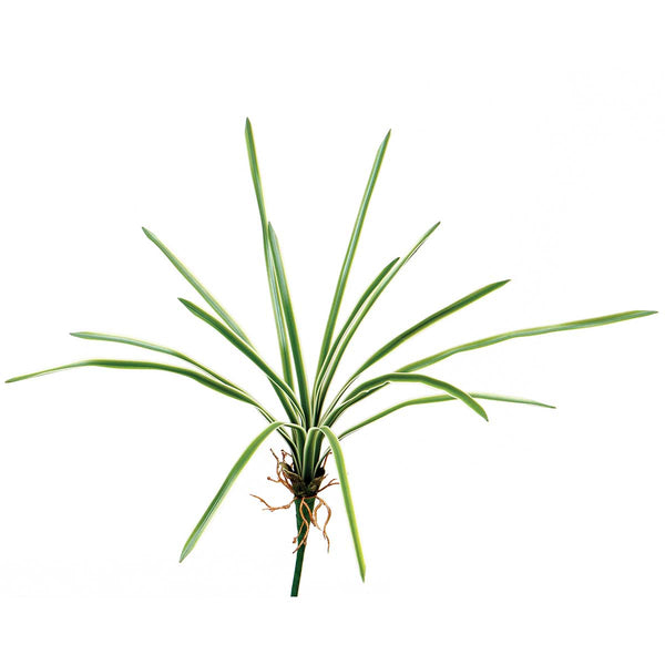 Broadleaf Spray 19.5" – Rusty Cottage